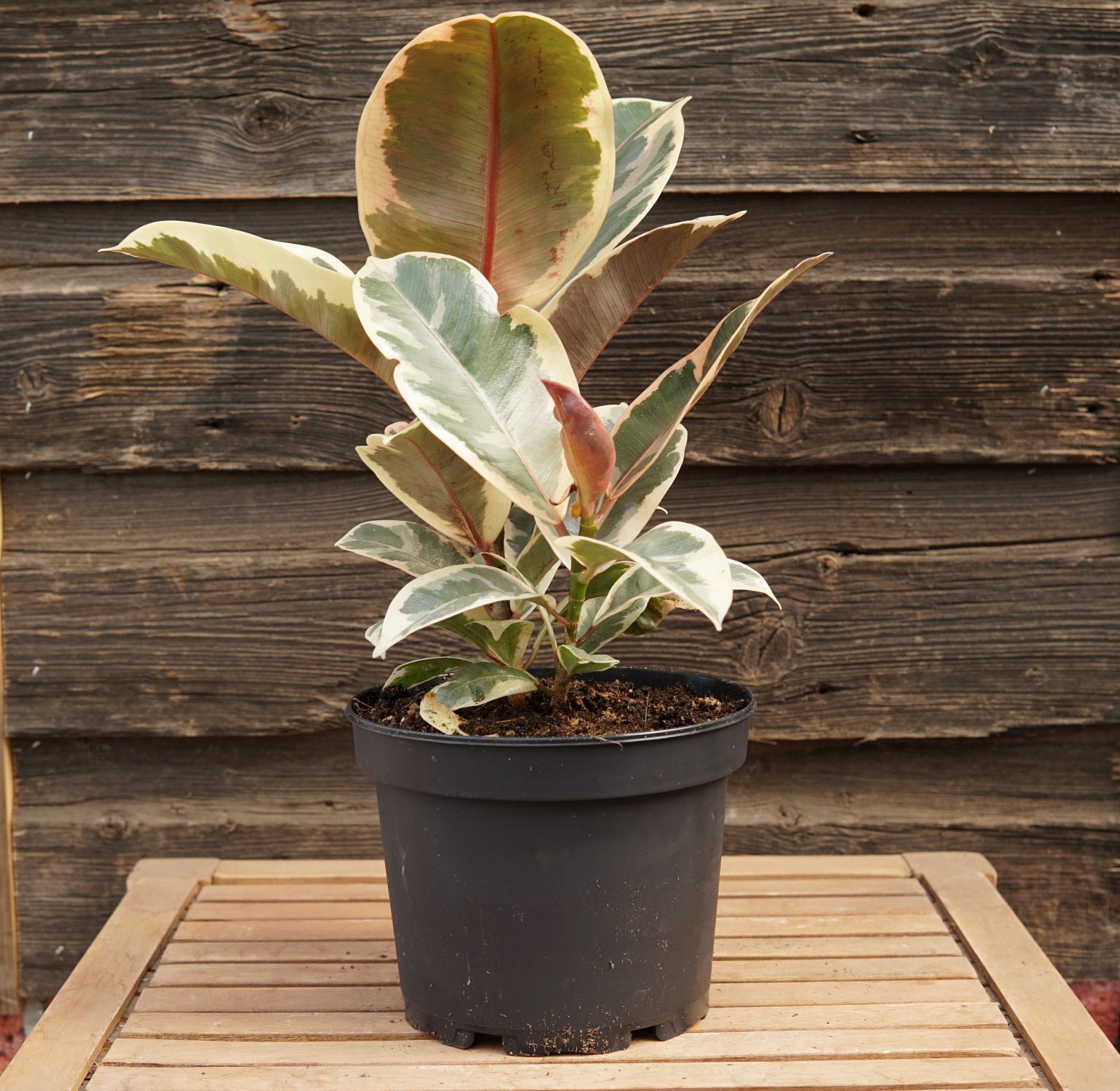 Rubber Plant • Kiwi Nurseries Ltd