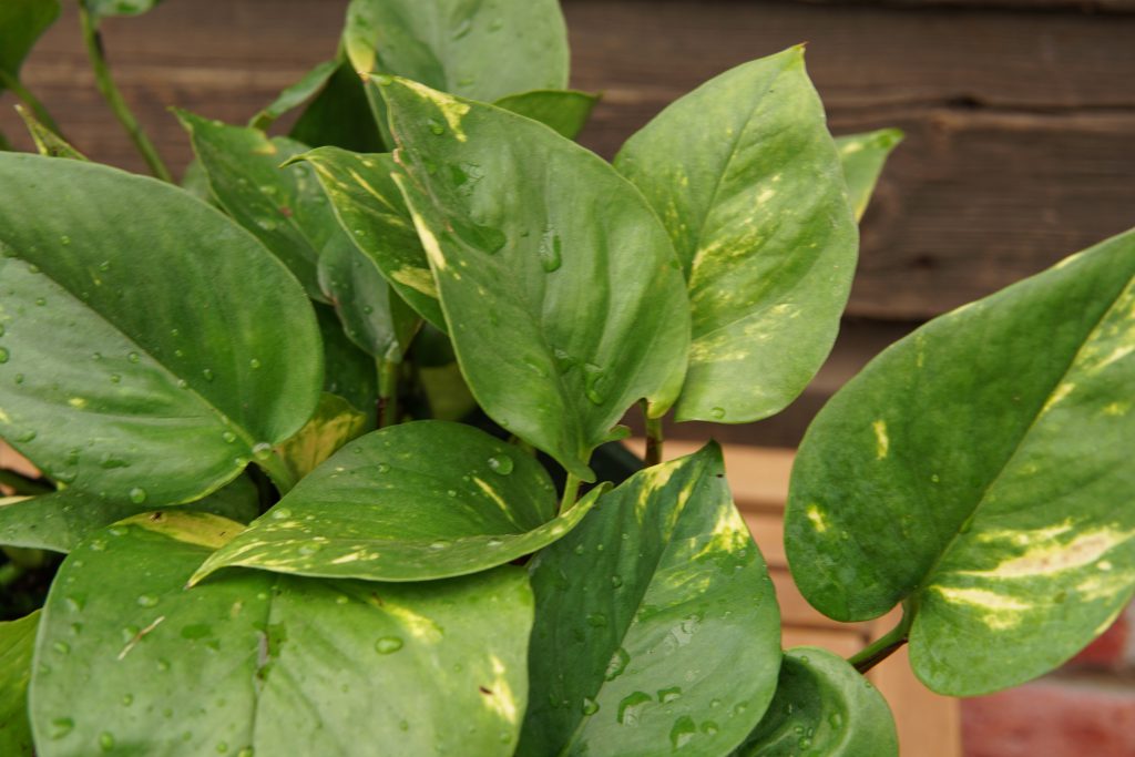 Pothos • Kiwi Nurseries Ltd