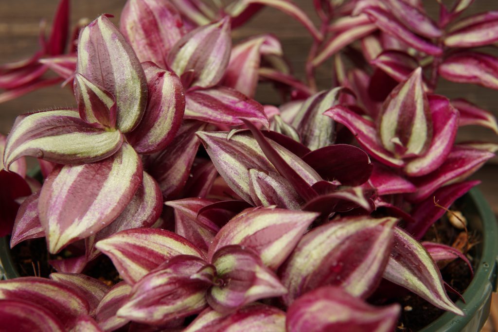 Philodendron • Kiwi Nurseries Ltd