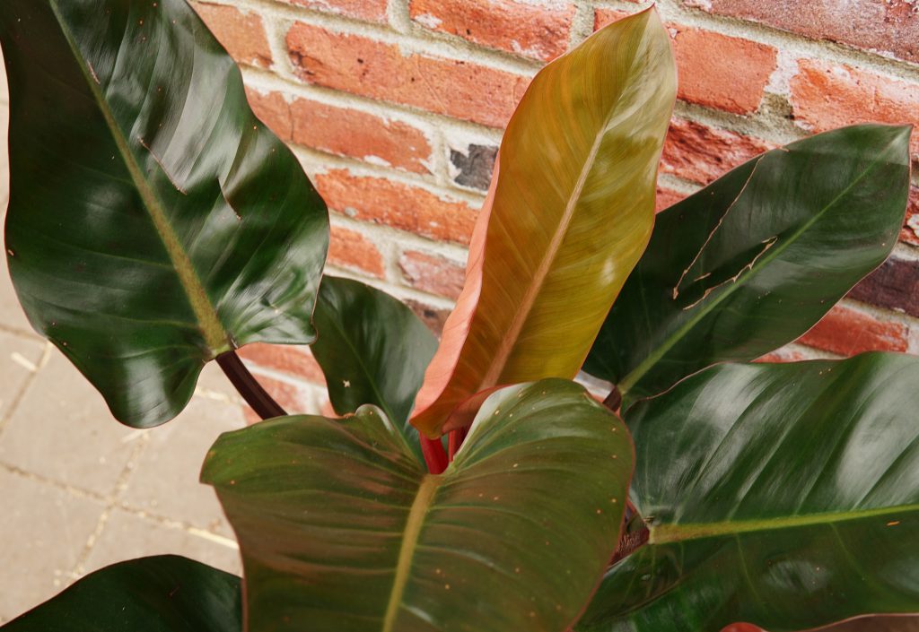 Philodendron • Kiwi Nurseries Ltd