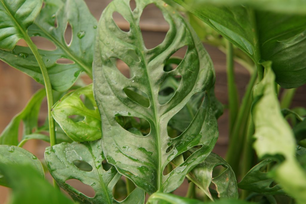 Pothos • Kiwi Nurseries Ltd