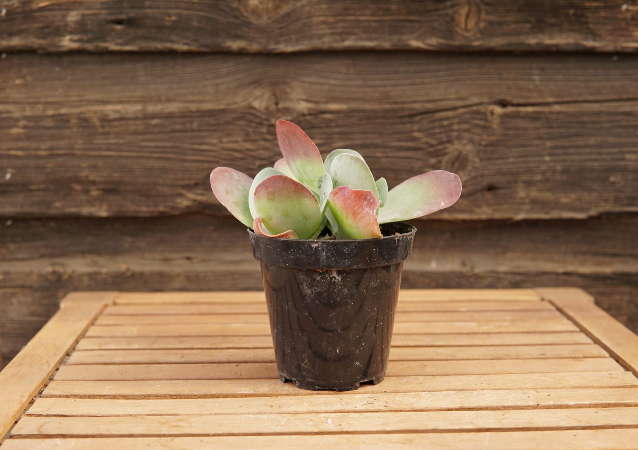 Flapjack Plant • Kiwi Nurseries Ltd