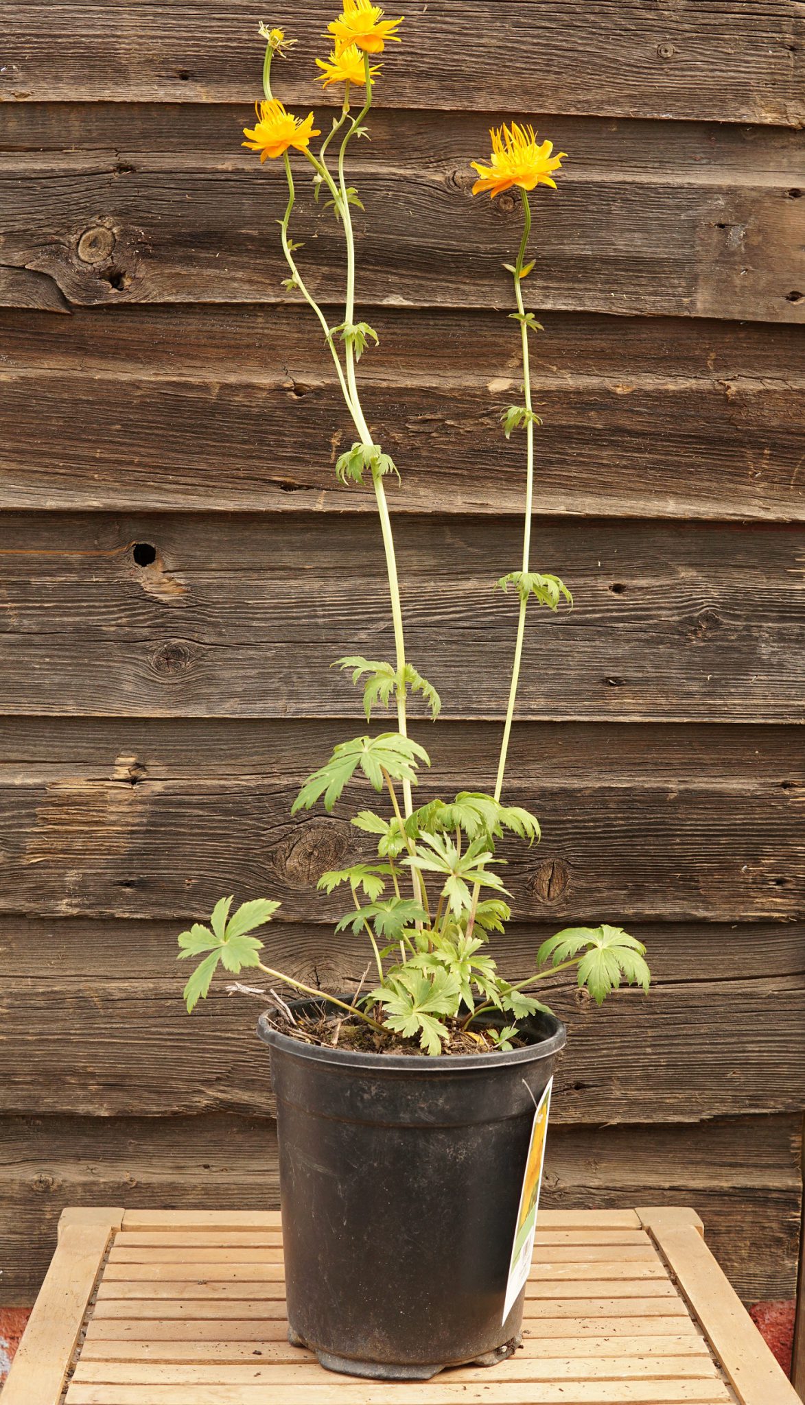 Tiny Tortuga Turtlehead • Kiwi Nurseries Ltd