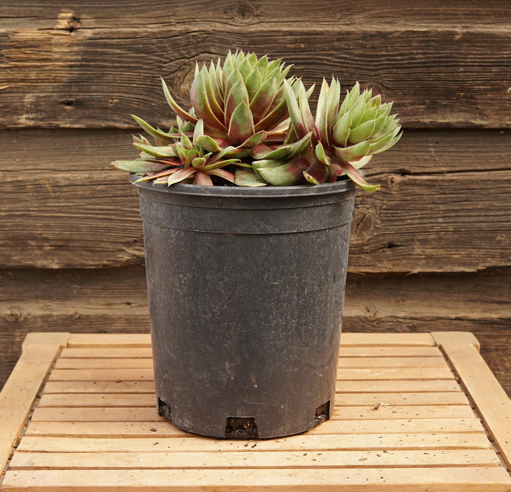 Ruby Heart Hen and Chicks • Kiwi Nurseries Ltd