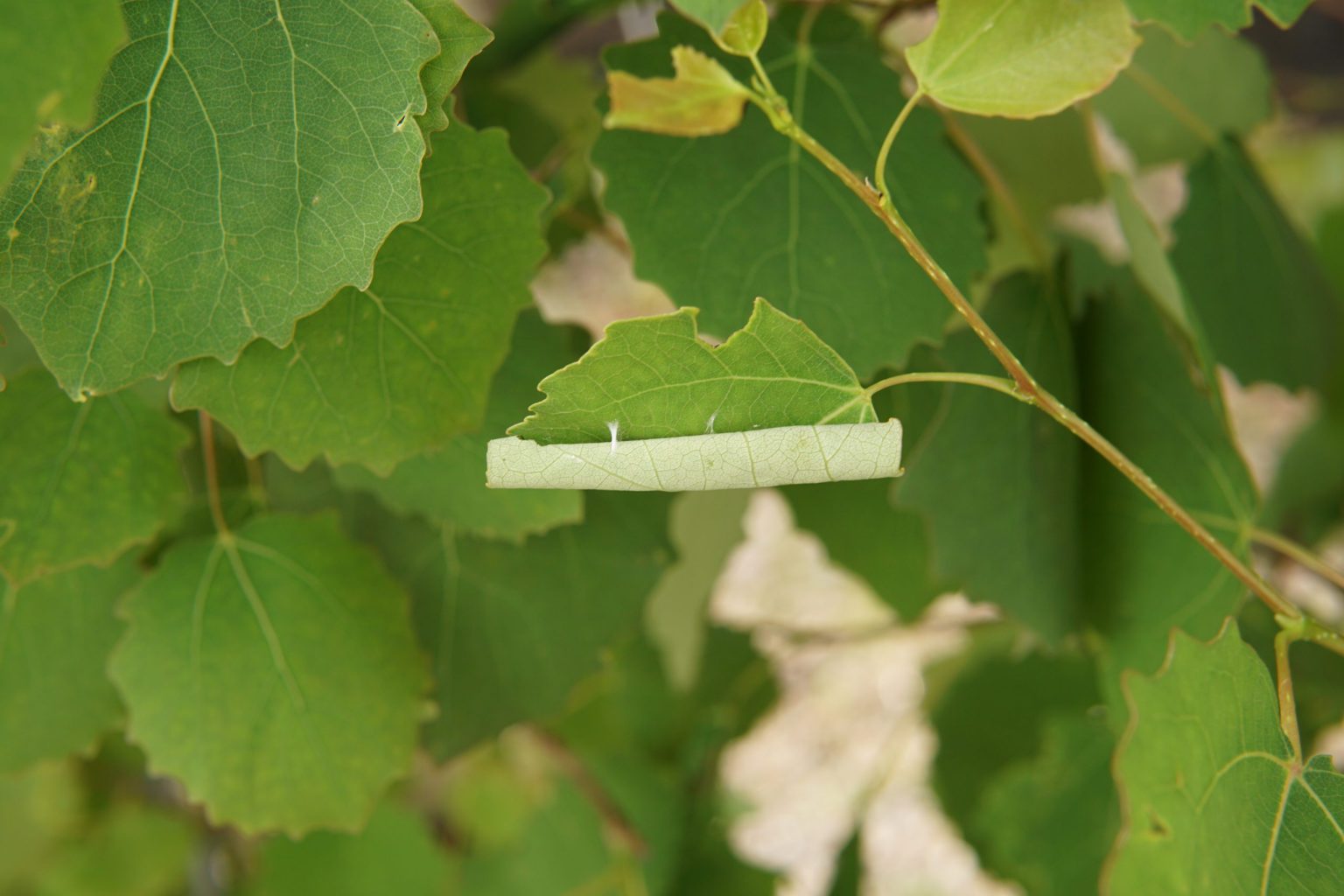 Growing Corner - Kiwi Nurseries