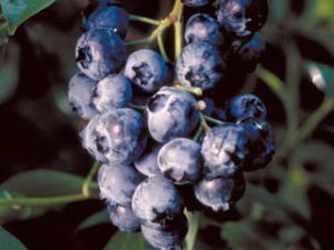 Northcountry Blueberry • Kiwi Nurseries Ltd