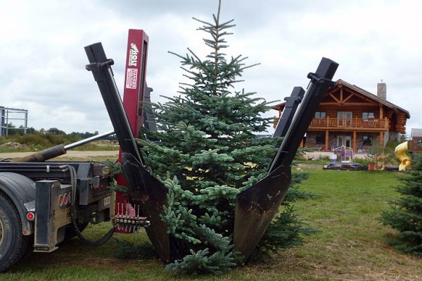 Transplanting Spruce Trees - Kiwi Nurseries