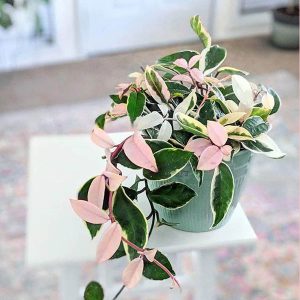 Ultimate Guide to Hoyas • Kiwi Nurseries Ltd