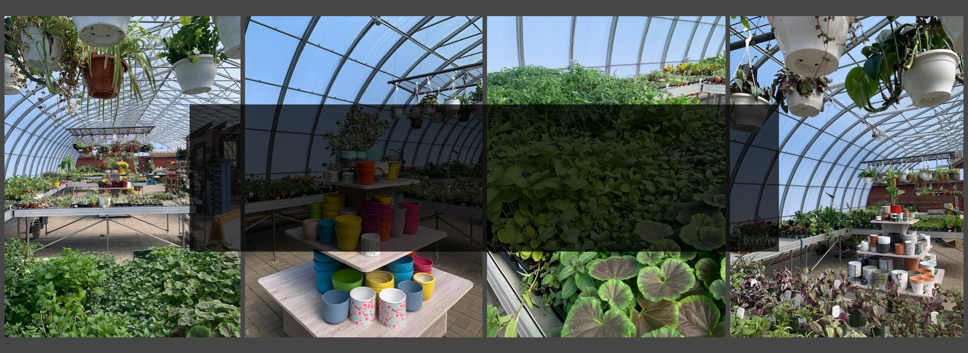 Home • Kiwi Nurseries Ltd