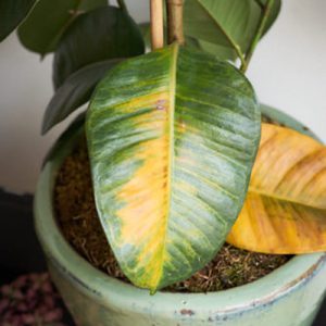 Ultimate Guide to Rubber Plants • Kiwi Nurseries Ltd