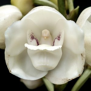 The Ultimate Guide to Orchids • Kiwi Nurseries Ltd