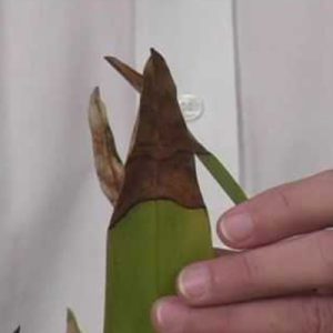 The Ultimate Guide to Orchids • Kiwi Nurseries Ltd