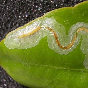 Is it Leaf Miners • Kiwi Nurseries Ltd