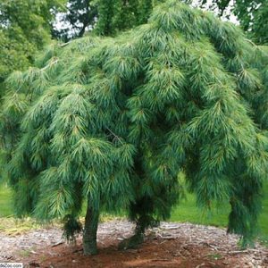 Zen Gardens • Kiwi Nurseries Ltd