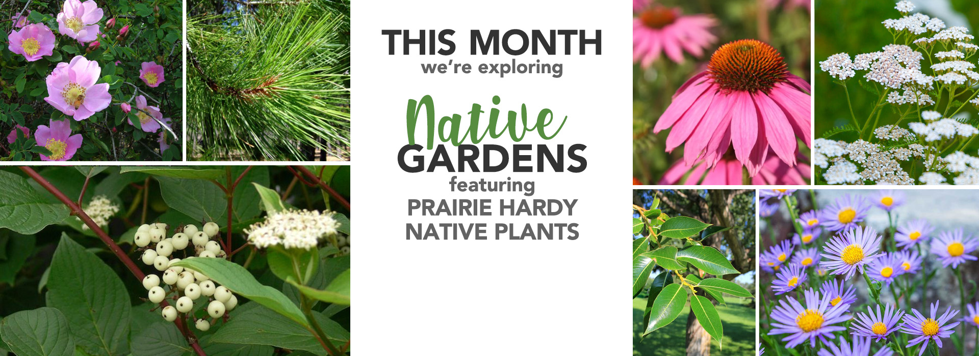 Home • Kiwi Nurseries Ltd