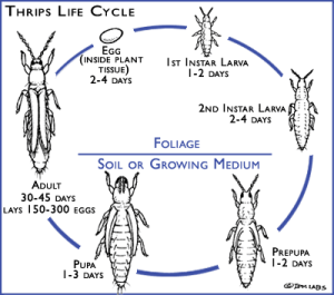 Is it Thrips? • Kiwi Nurseries Ltd