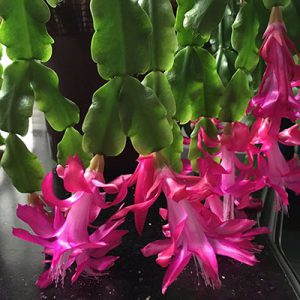 Holiday Cacti • Kiwi Nurseries Ltd