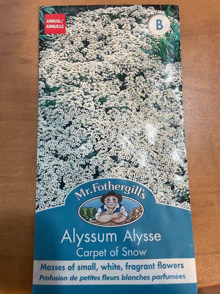 Mr. F Carpet of Snow Alyssum • Kiwi Nurseries Ltd