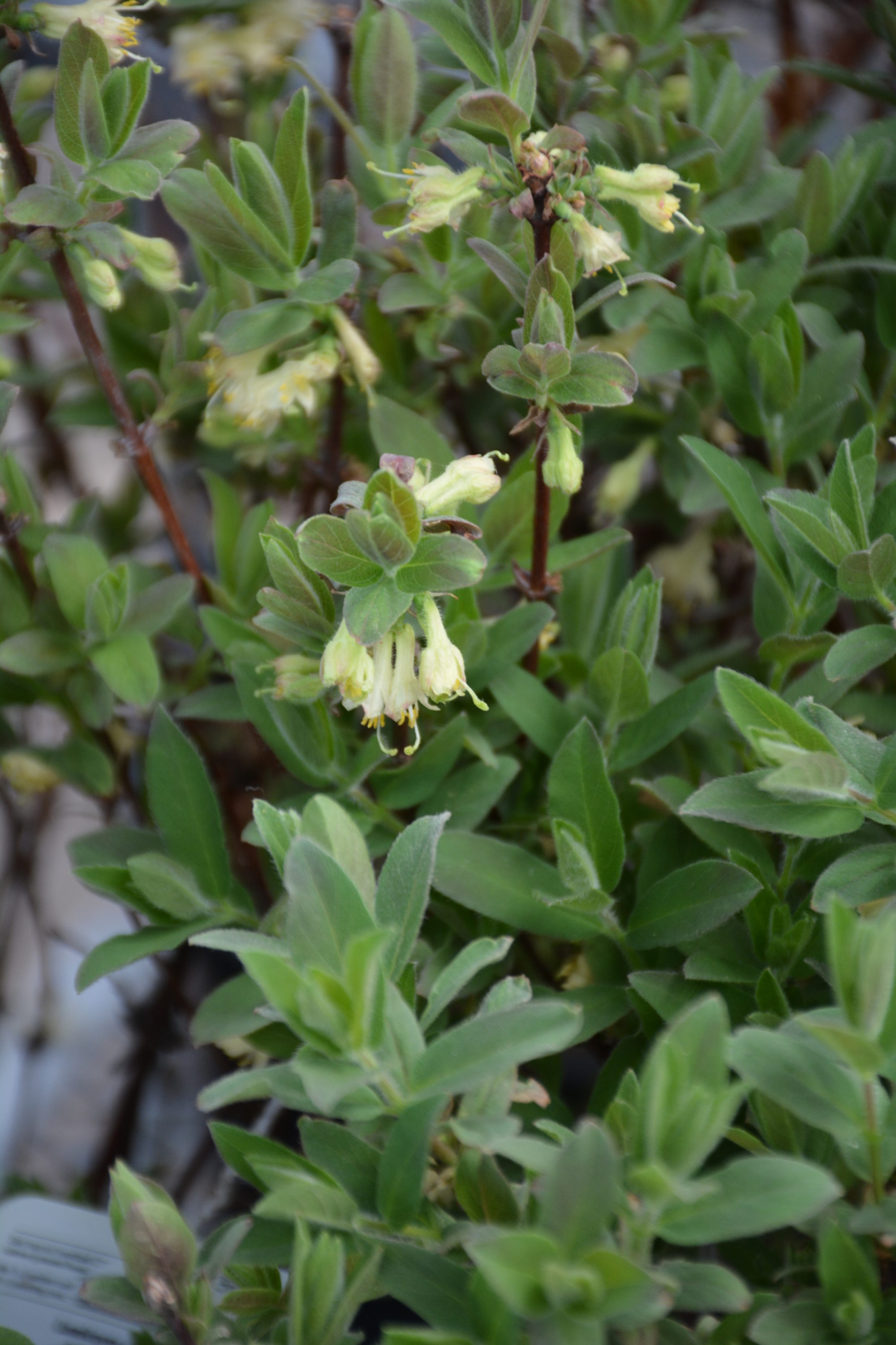 Borealis Haskap Berry Honeyberry - Kiwi Nurseries